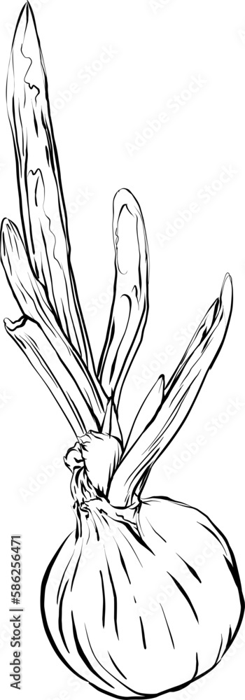 Hand drawn green onion. Isolated bulb. Vegetarian food design for shop ...