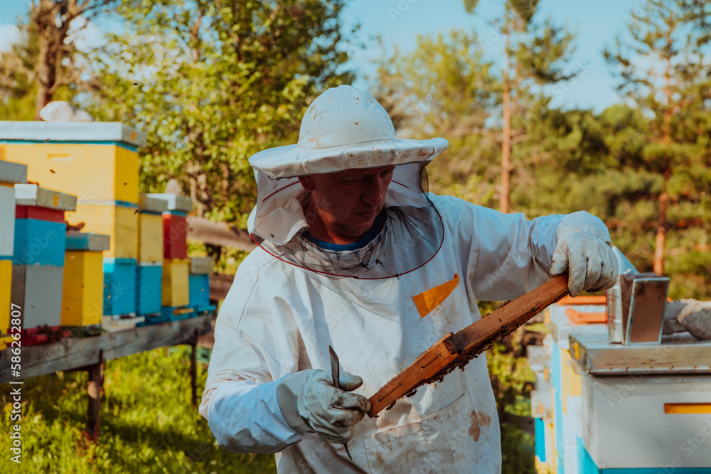 Beekeepers checking honey on the beehive frame in the field. Small ...