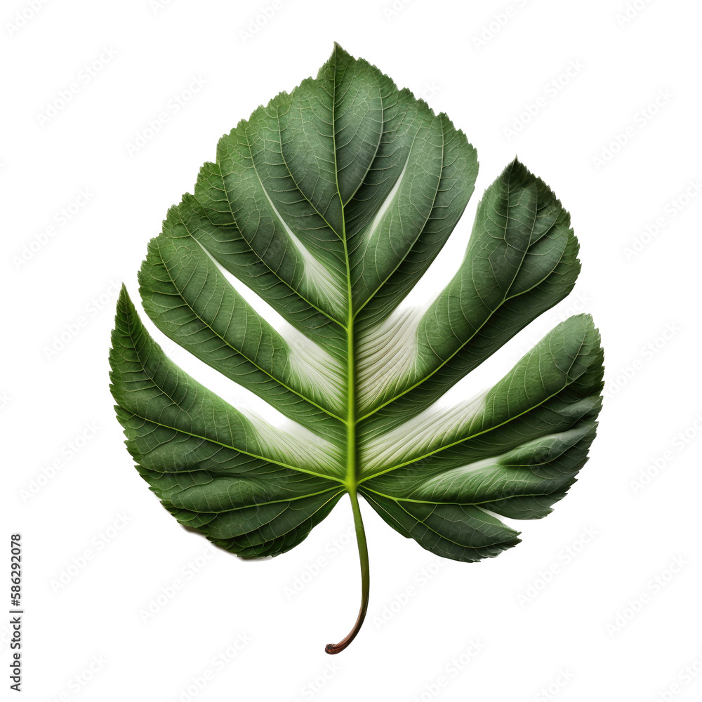 a spring-themed illustration featuring isolated large green leaves set ...