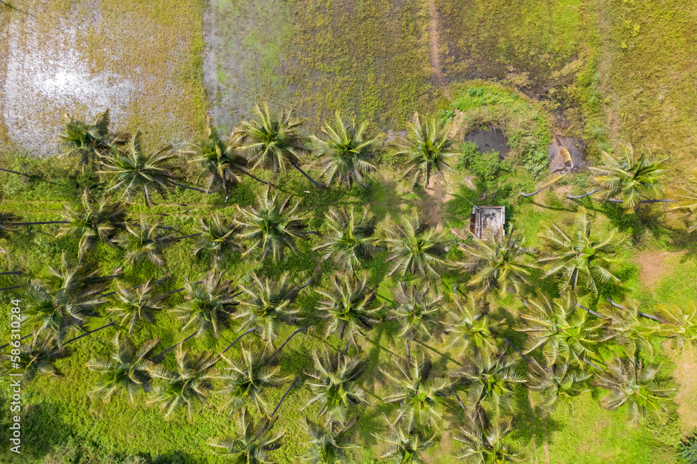 Top down view of coconut trees in lush green paddy fields in rural ...