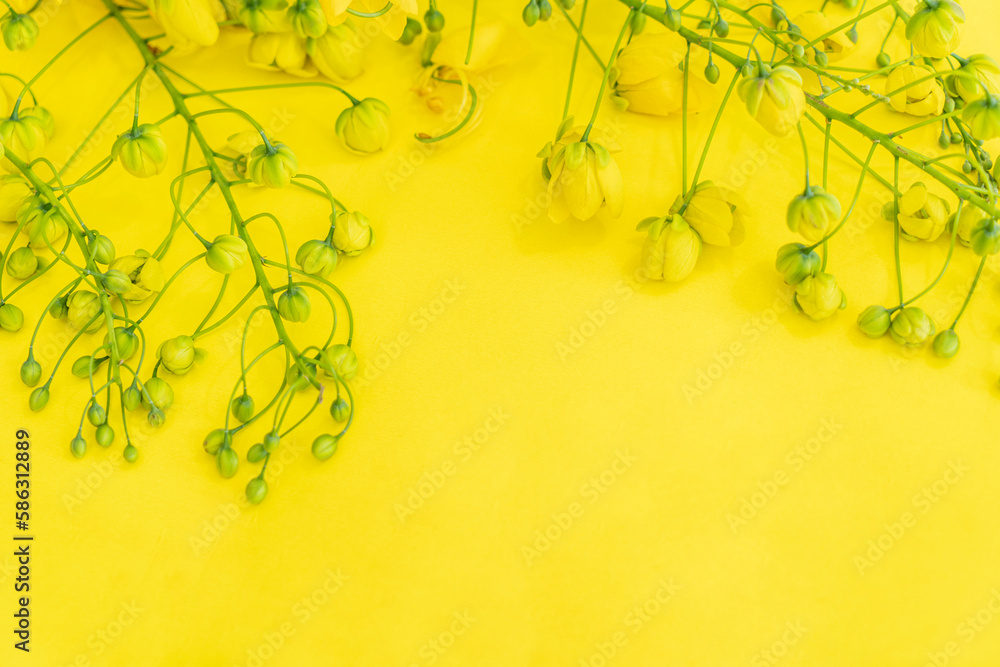 Vishu Special background, Vishu Flower Kani Konna poov isolated on ...