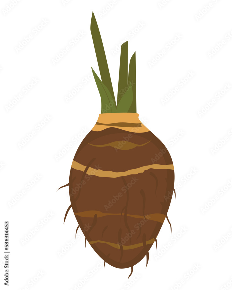 Taro root. Vector illustration isolated on white background. For ...