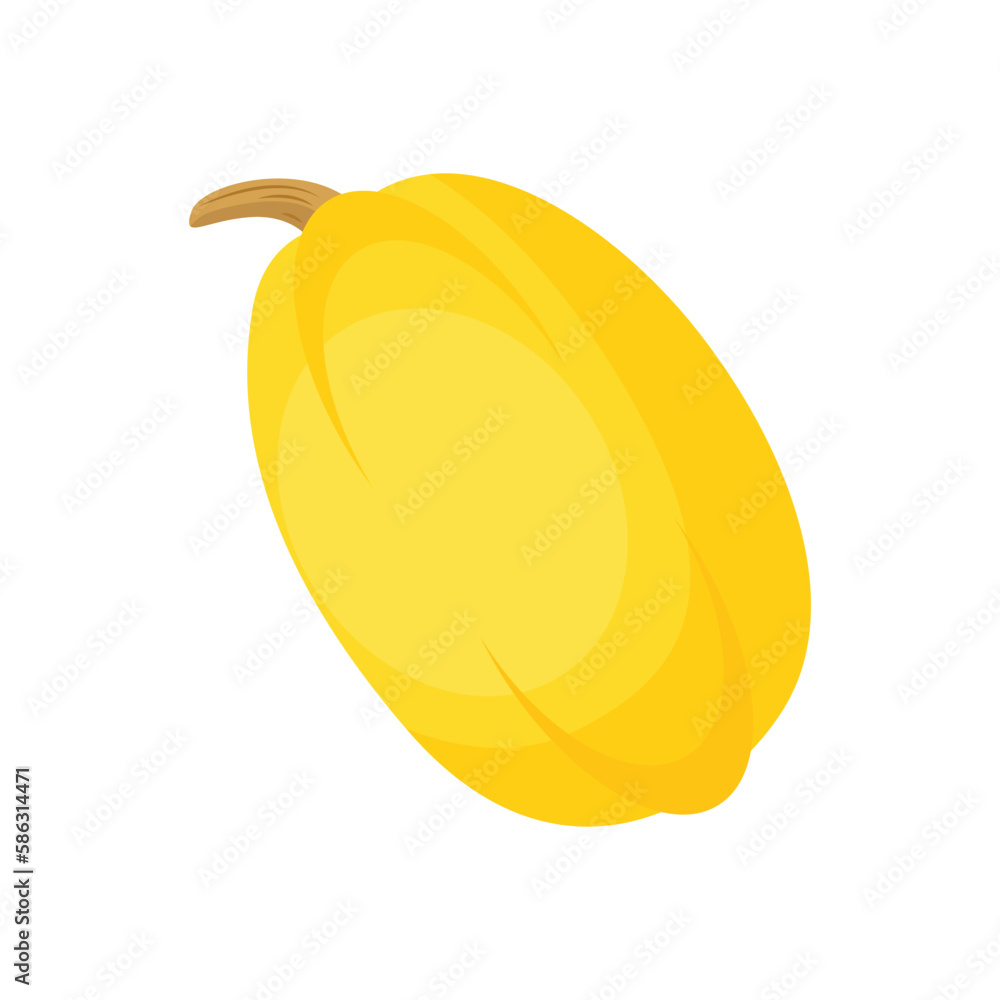 Spaghetti squash. Vector illustration isolated on white background. For ...