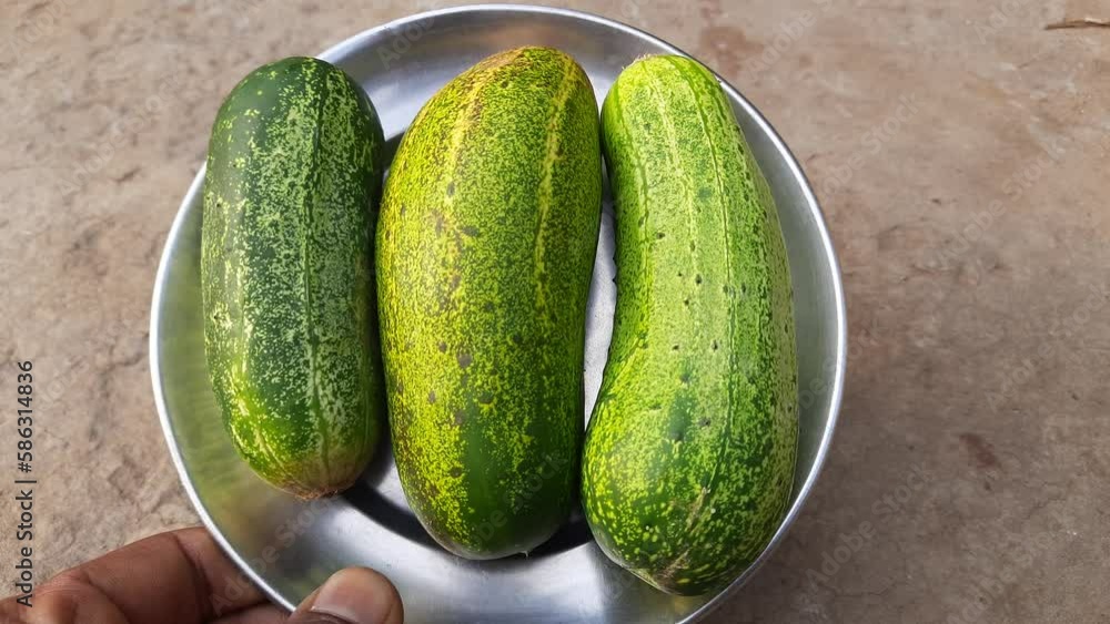 Cucumber is a widely cultivated creeping vine plant in the ...