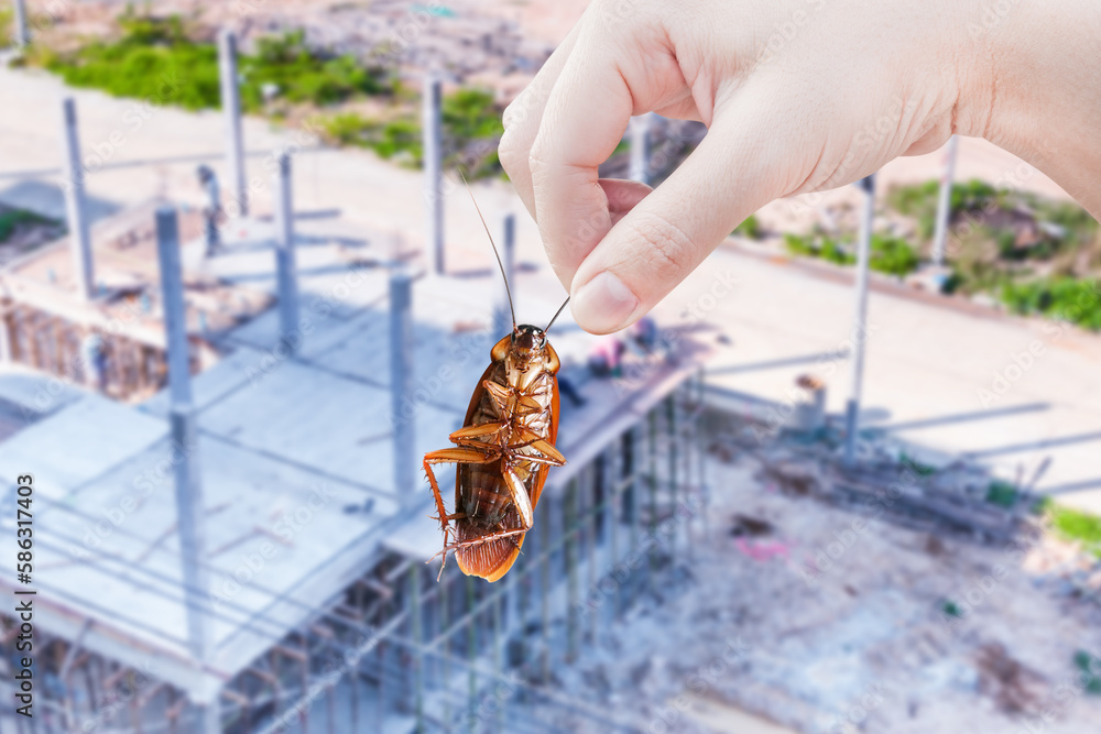 Hand holding cockroach at room in house background, eliminate cockroach ...