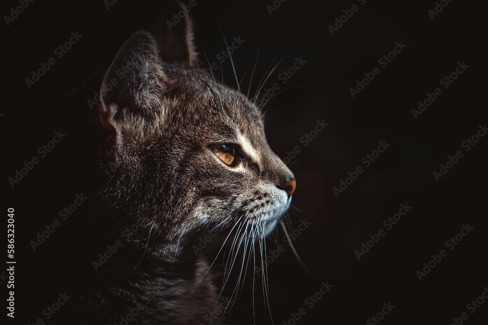 Stockfoto Elegant Cat Portrait, Elegant Cat Portrait,Whiskers and Paws ...