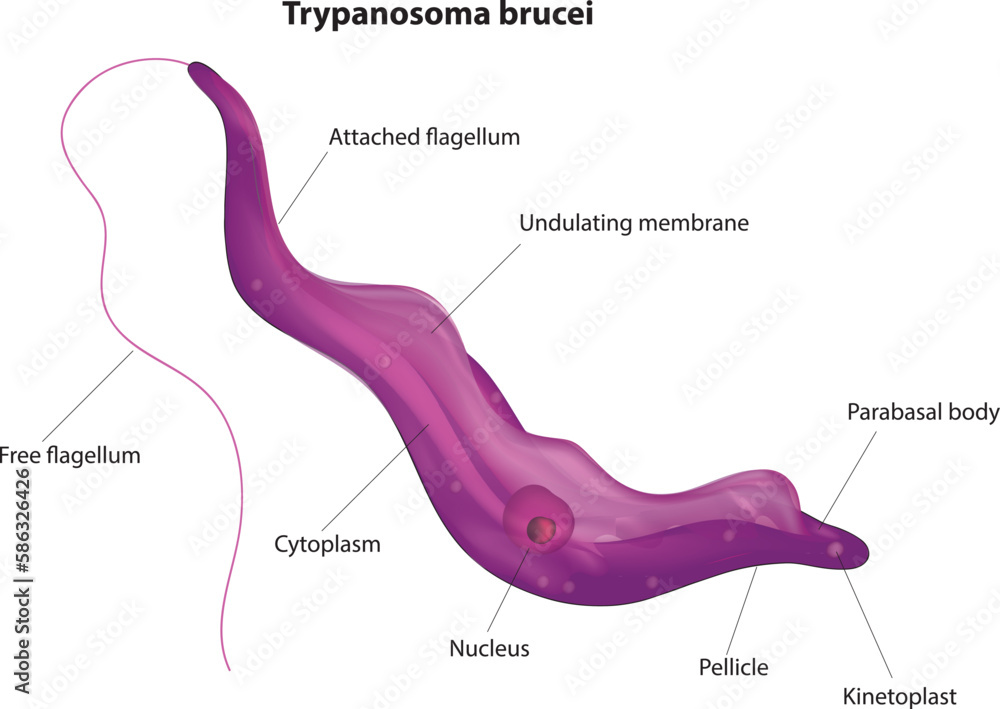 Trypanosoma brucei Stock Vector | Adobe Stock