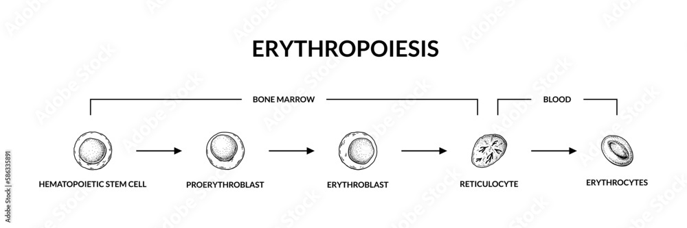 Red blood cells development. Erythropoiesis. Scientific microbiology ...