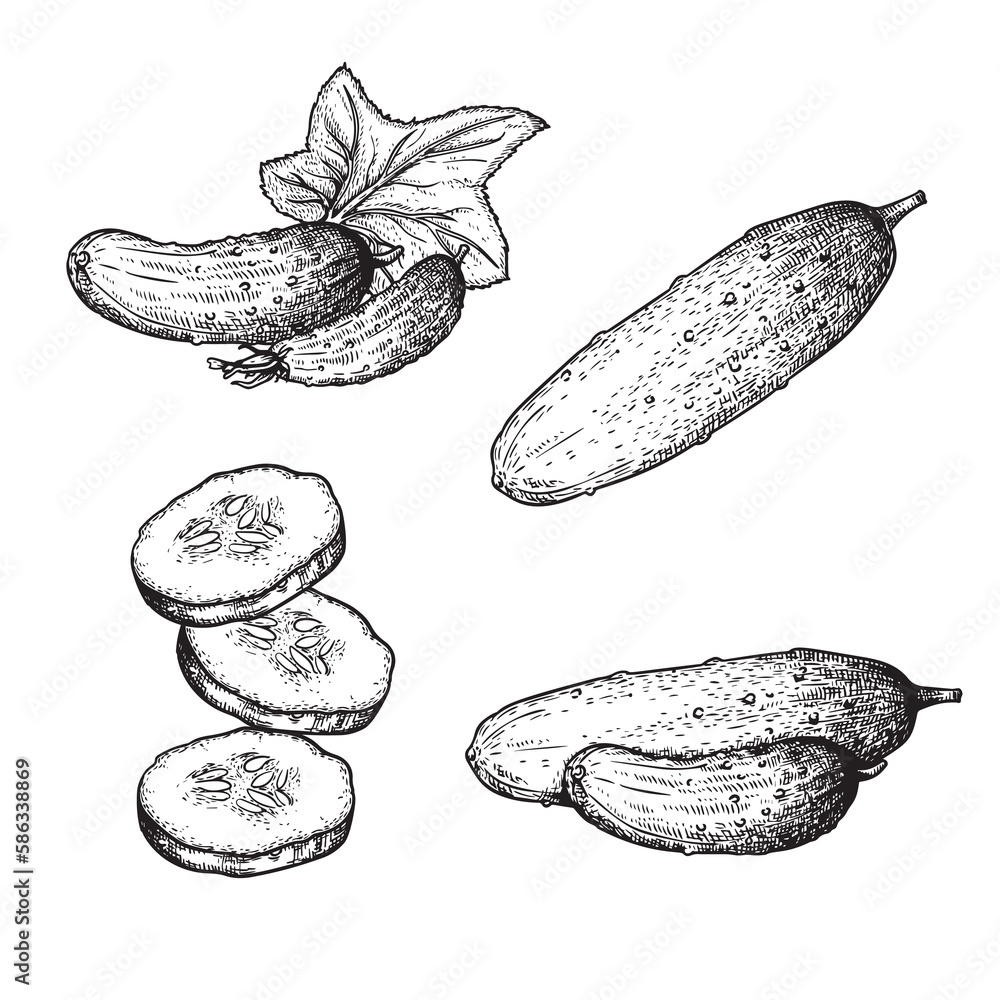 Hand drawn sketch style cucumbers set. Whole, sliced and grow. Farm ...