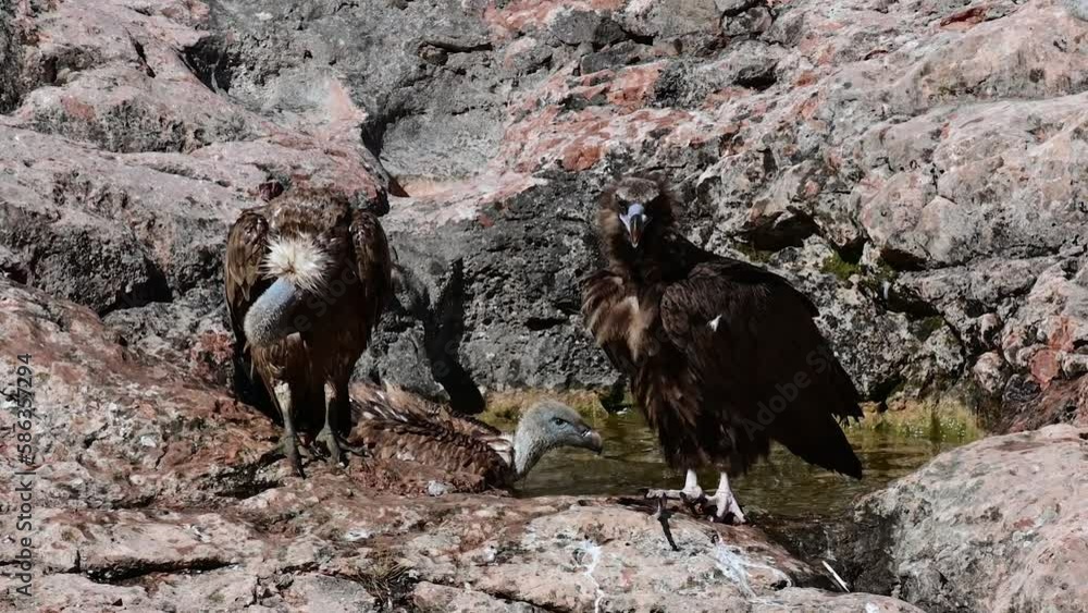 White headed vulture. Griffon vulture. Gyps fulvus. Griffons vultures ...