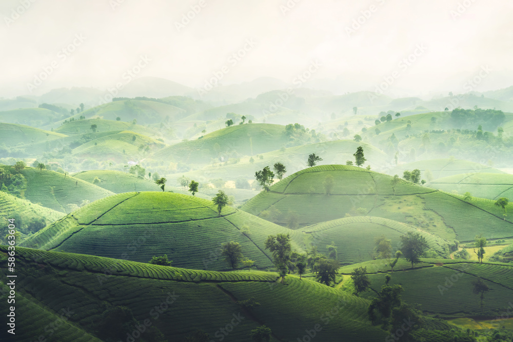 Aerial top view of green fresh tea or strawberry farm, agricultural ...