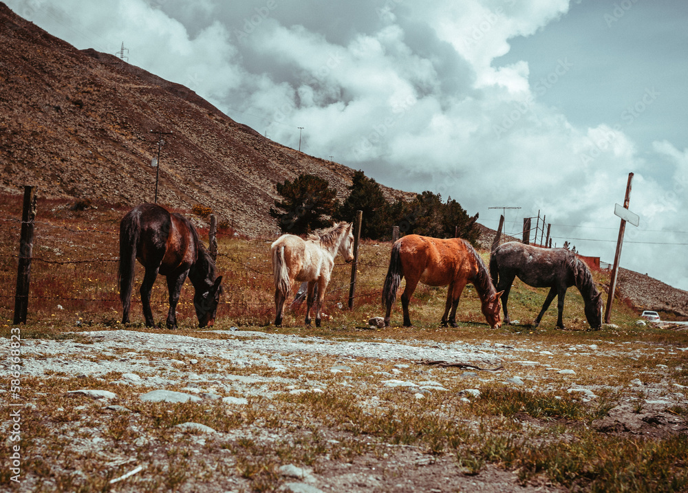 Free brown and white horses, grazing at the foot of the mountains of ...