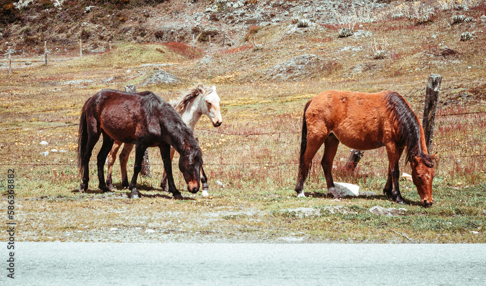 Free brown and white horses, grazing at the foot of the mountains of ...