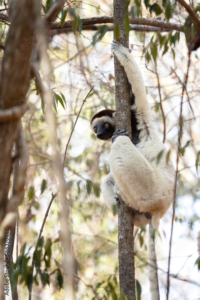 Stockfoto Verreaux's sifaka in the Kirindy park. White sifaka on the ...