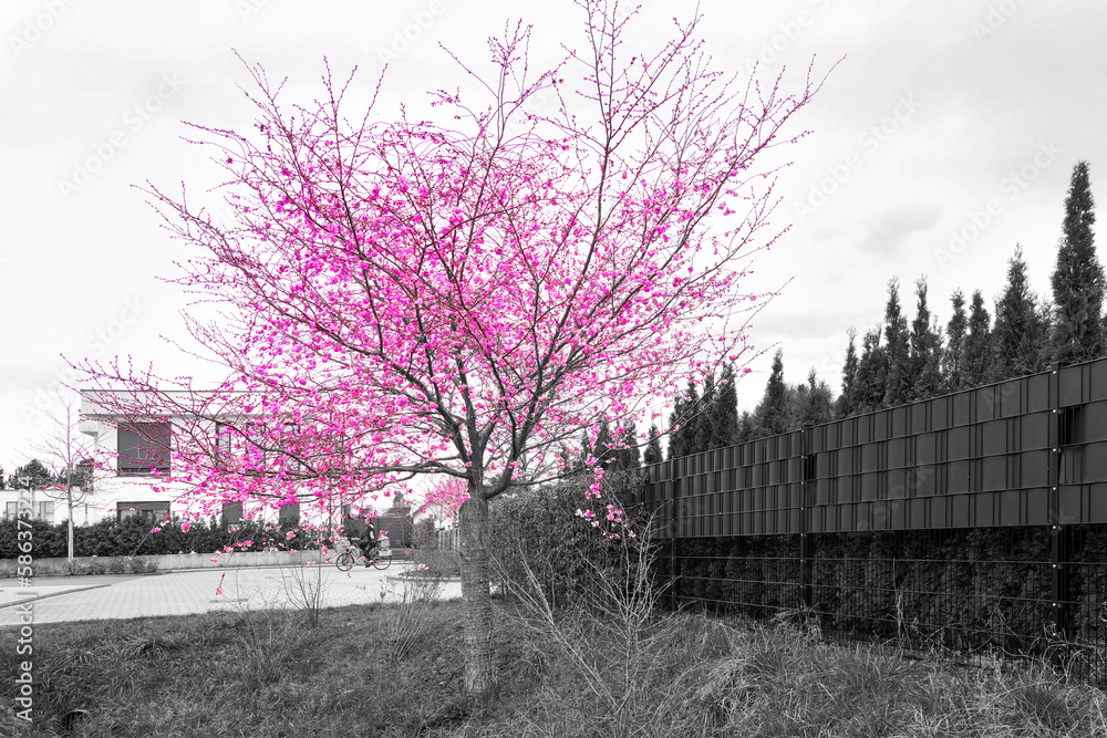 Prunus serrulata, Japanese cherry blossoming tree in black and white ...