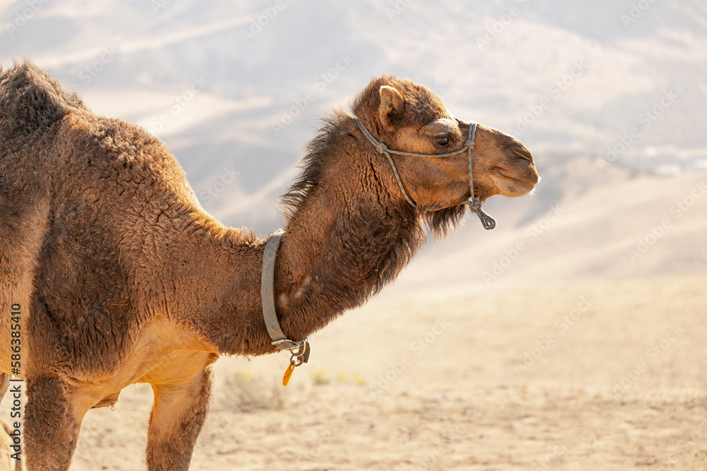 Camel in the desert wildlife Stock Photo | Adobe Stock