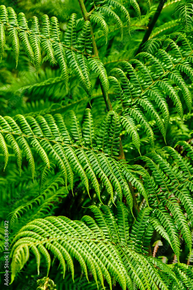 Australian Tree Ferns, Tree ferns are found growing in tropical and ...