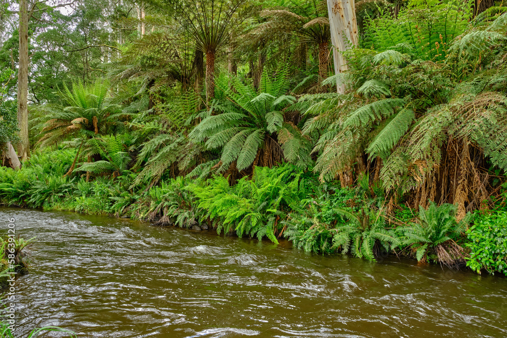 Australian Tree Ferns, Tree ferns are found growing in tropical and ...