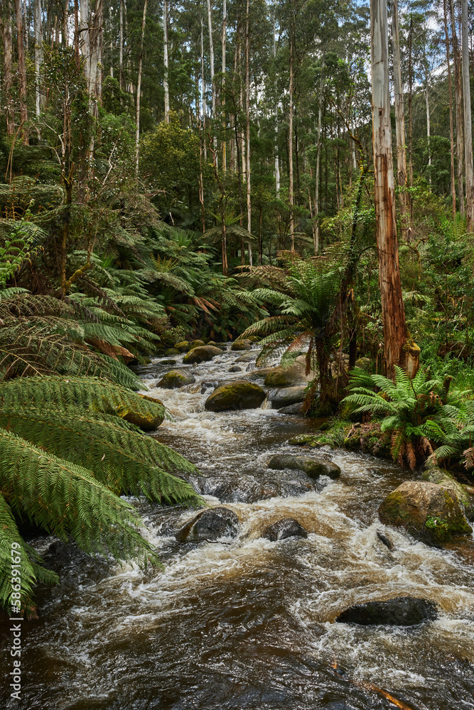The Toorongo River is a perennial river of the West Gippsland catchment ...