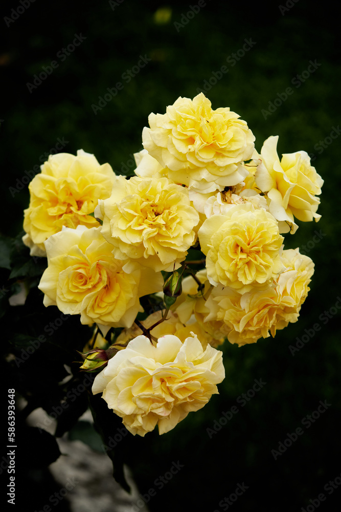 Foto de Rosa 'Harison's Yellow', also known as R. × harisonii, the ...