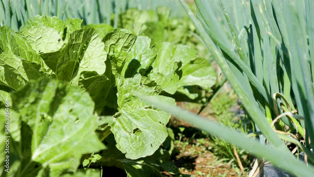 Vegetable plant napa cabbage (brassica rapa) growing on organic farm ...