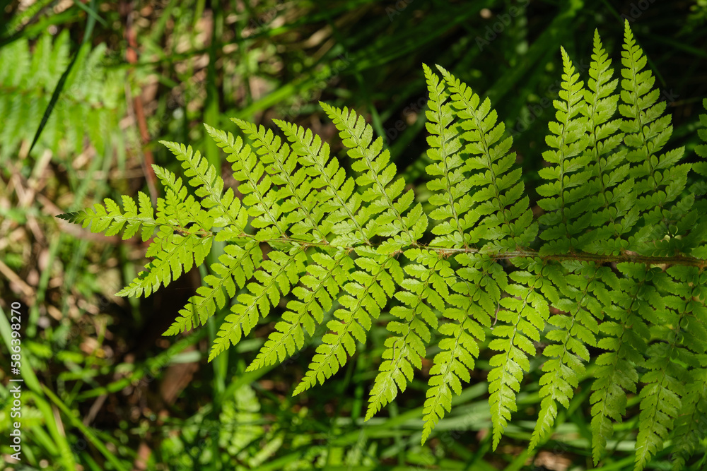 Australian Tree Ferns, Tree ferns are found growing in tropical and ...