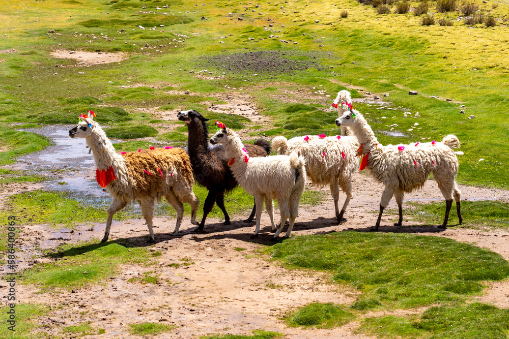 Herd of the decorated llamasa (Lama glama) with different sizes and ...