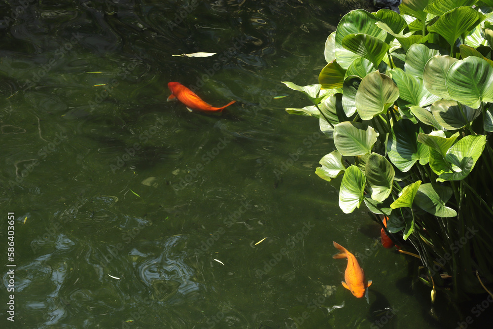 Decorative Koi fish in pond and green tree. Clear water see koi fish in ...