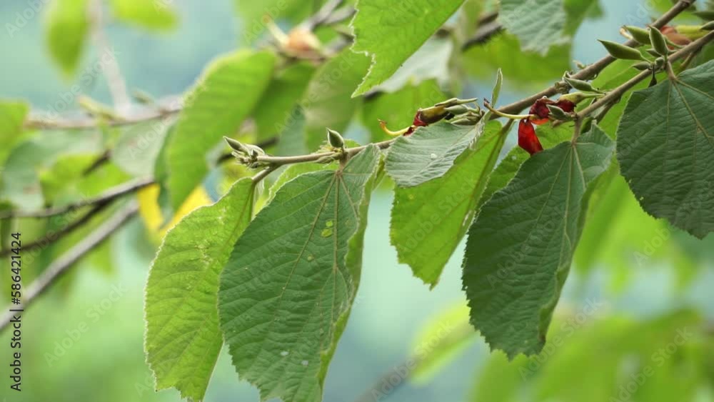 Helicteres isora (Also called the Indian screw tree, Idampiri valampiri ...