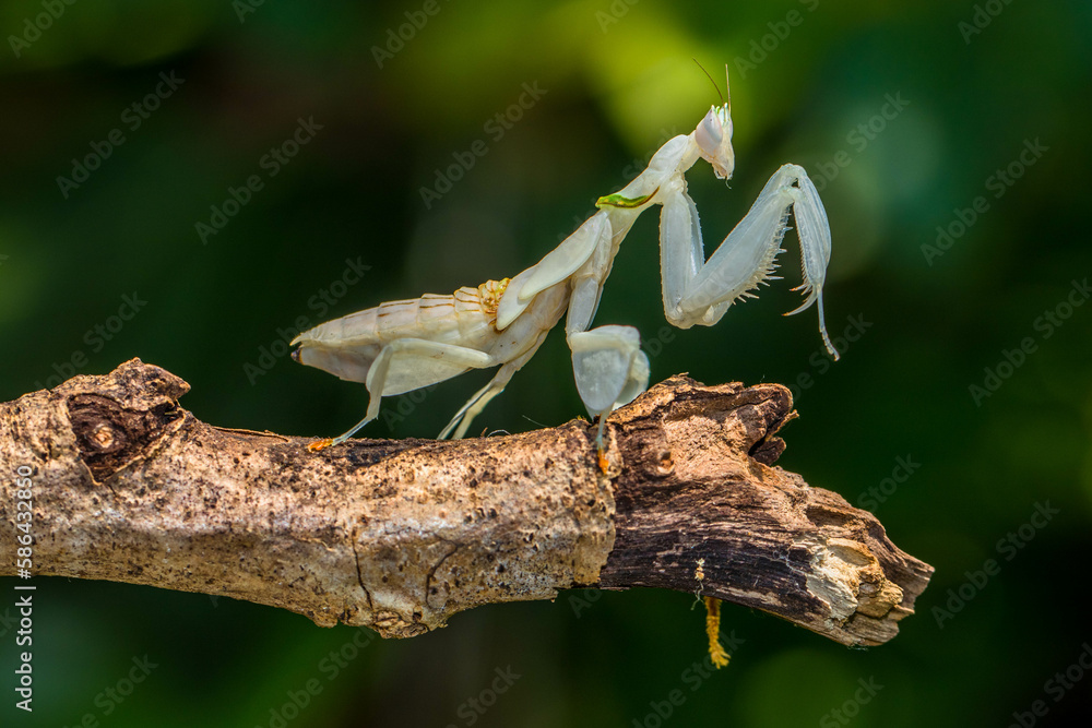 Hymenopus coronatus is a mantis from the tropical forests of Southeast ...