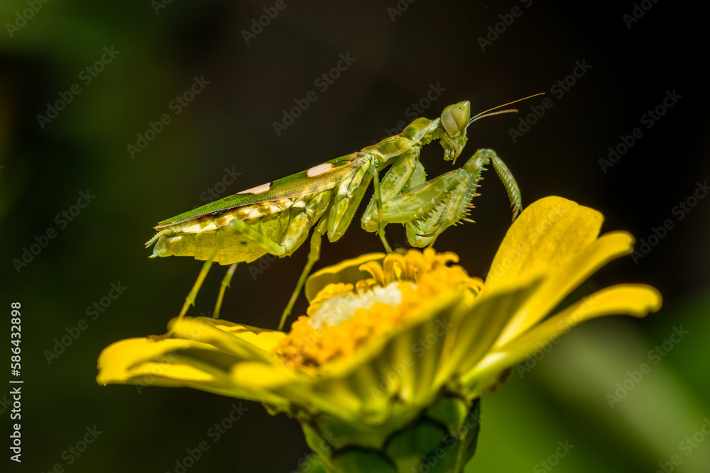 Creobroter gemmatus, common name jeweled flower mantis, is a species of ...