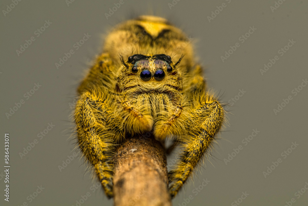 Hyllus diardi is a species of spiders in the family jumping spiders ...