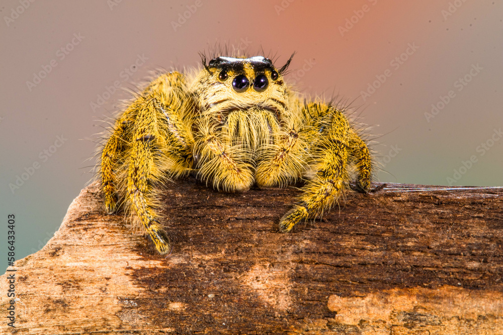 Hyllus diardi is a species of spiders in the family jumping spiders ...