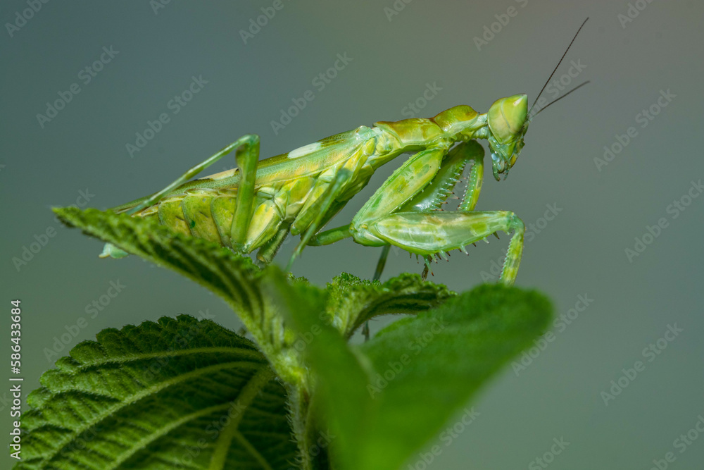 Creobroter gemmatus, common name jeweled flower mantis, is a species of ...