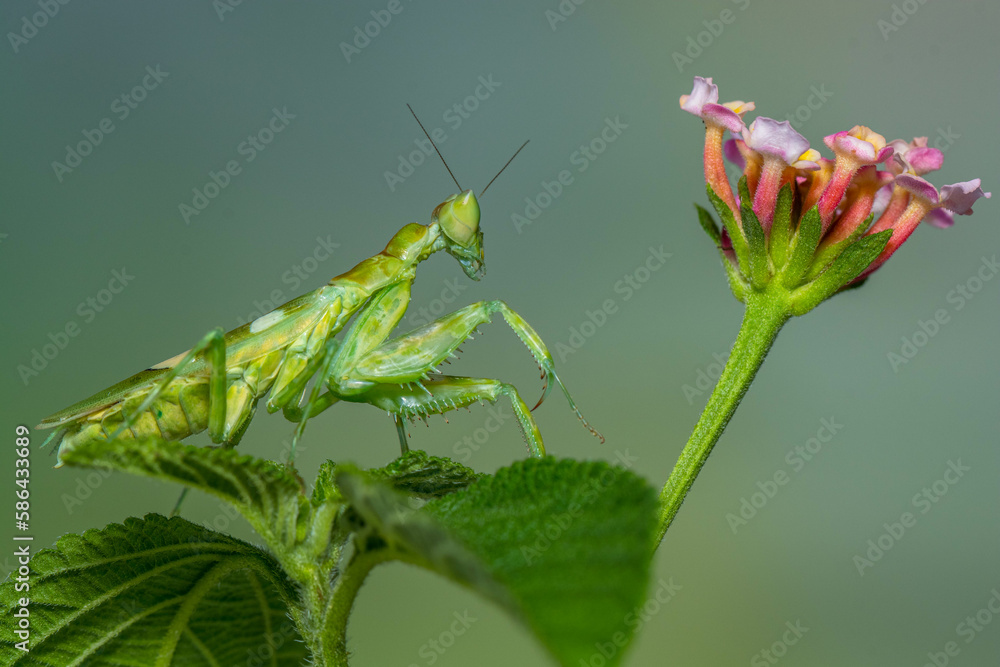 Creobroter gemmatus, common name jeweled flower mantis, is a species of ...