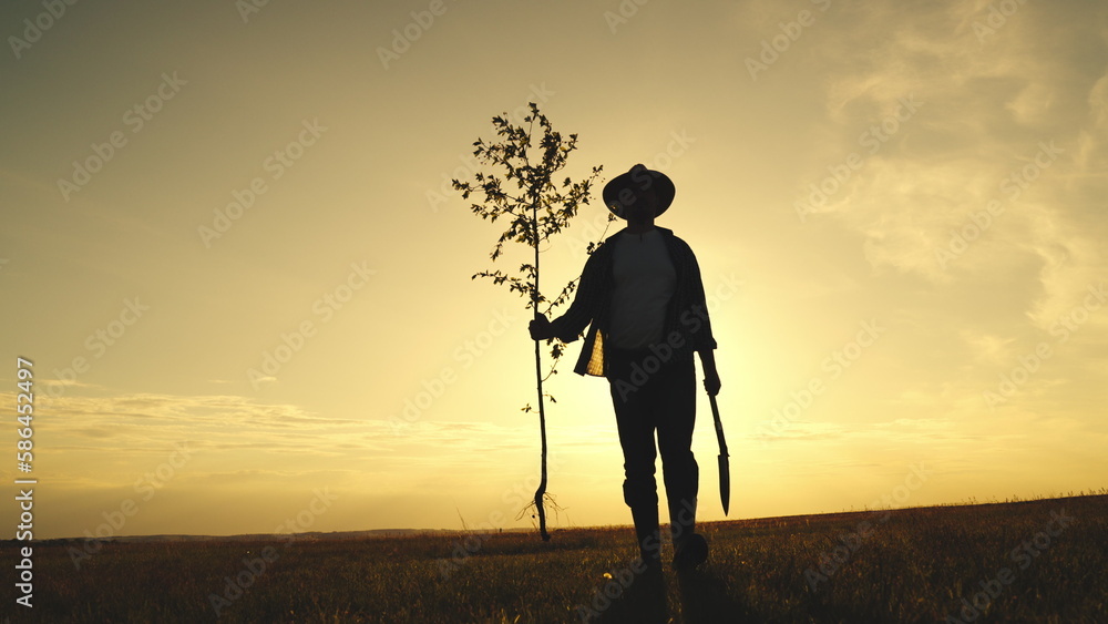 farmer goes plant tree sunset. gardener planting seedlings in the ...