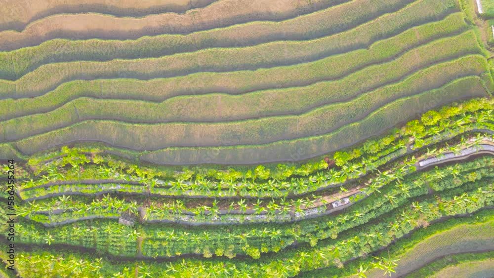 Overhead drone shot pattern of rice field. Flooded rice field of early ...