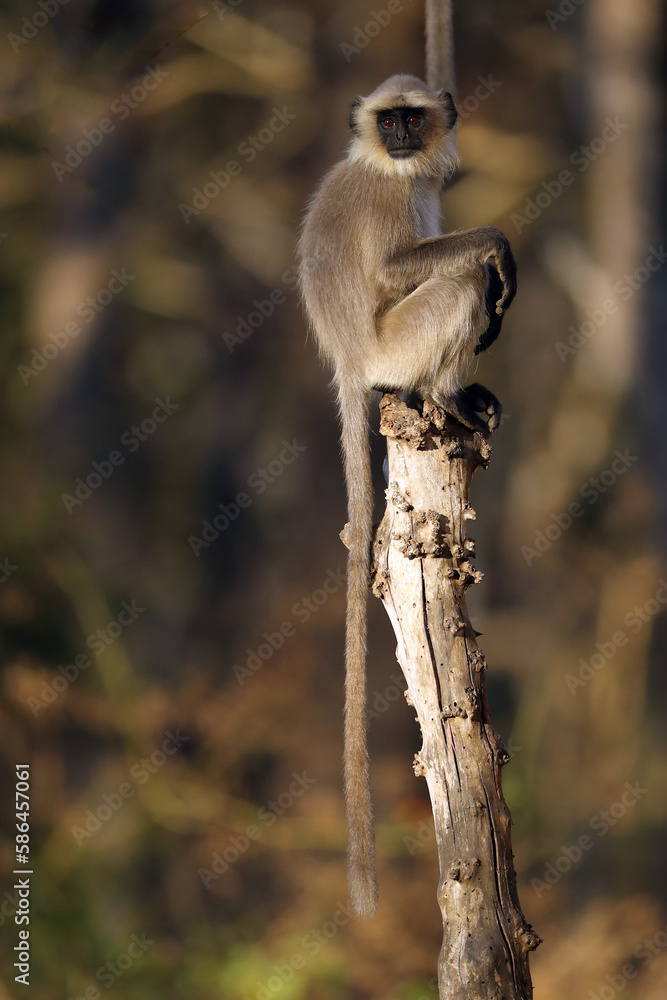Grey langurs, also called Hanuman langurs and Hanuman monkeys ...