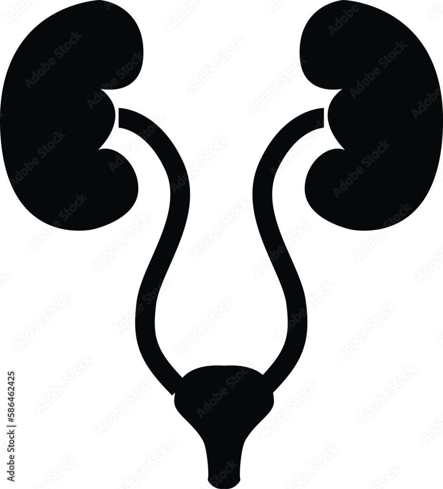 Human kidneys and bladder icon on white background. Urology logo ...