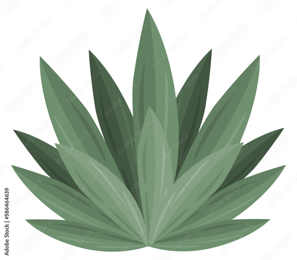 Poster Plant agave maguey concept plant nature mexican tequila drink ...