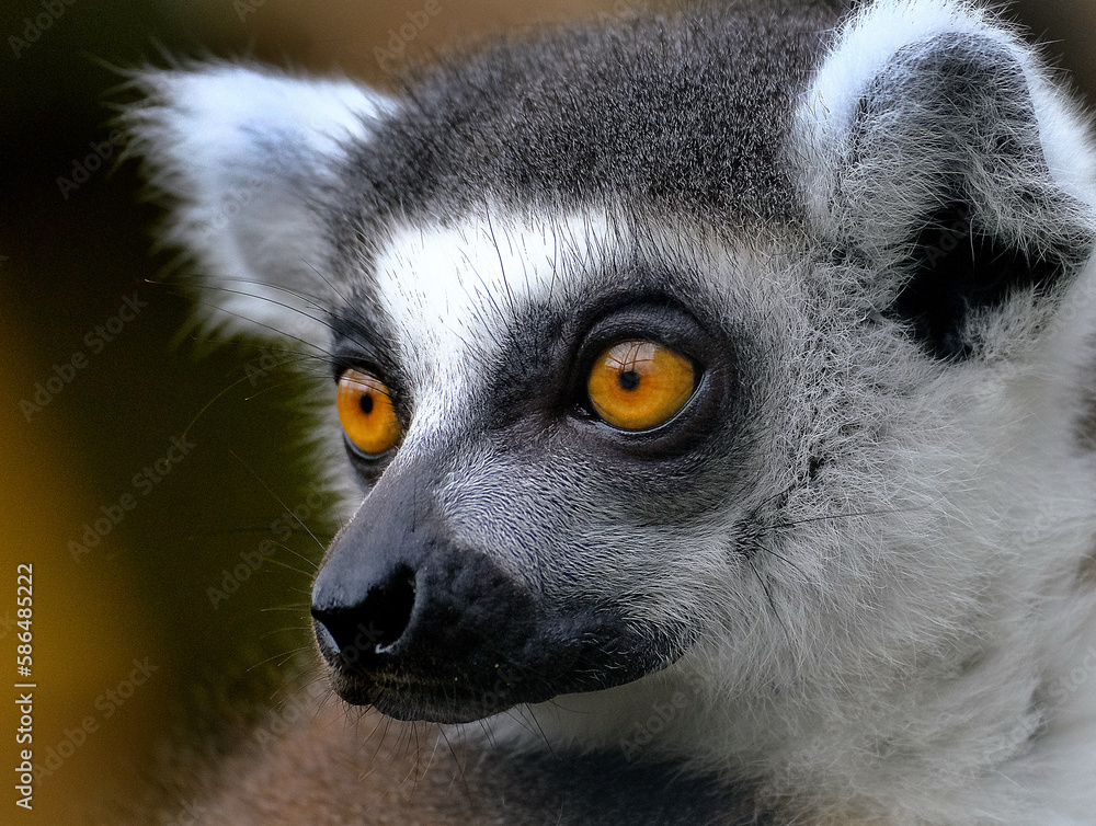 Foto de Lemurs are wet-nosed primates of the superfamily Lemuroidea ...