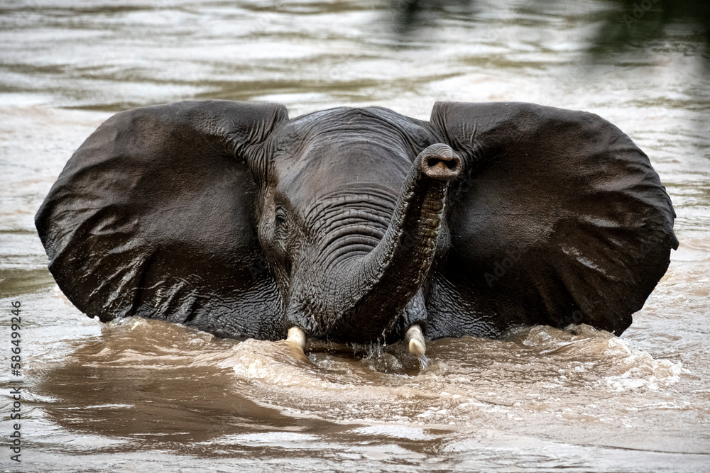 An elephant in the water with its trunk lifted and its ears flared ...