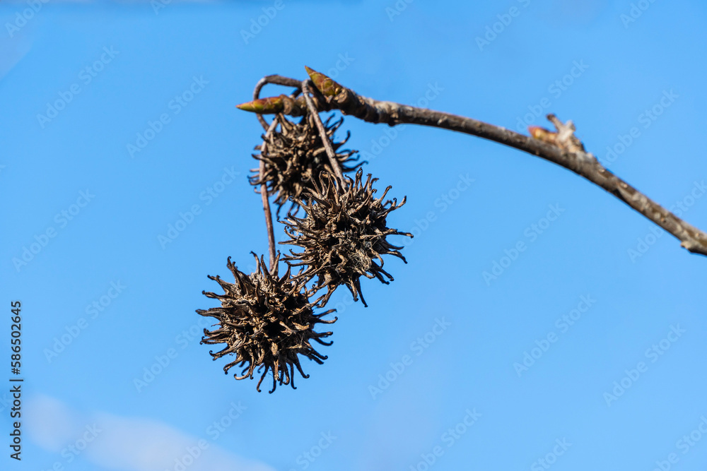 Branches of Liquidambar styraciflua tree with prickly brown balls ...