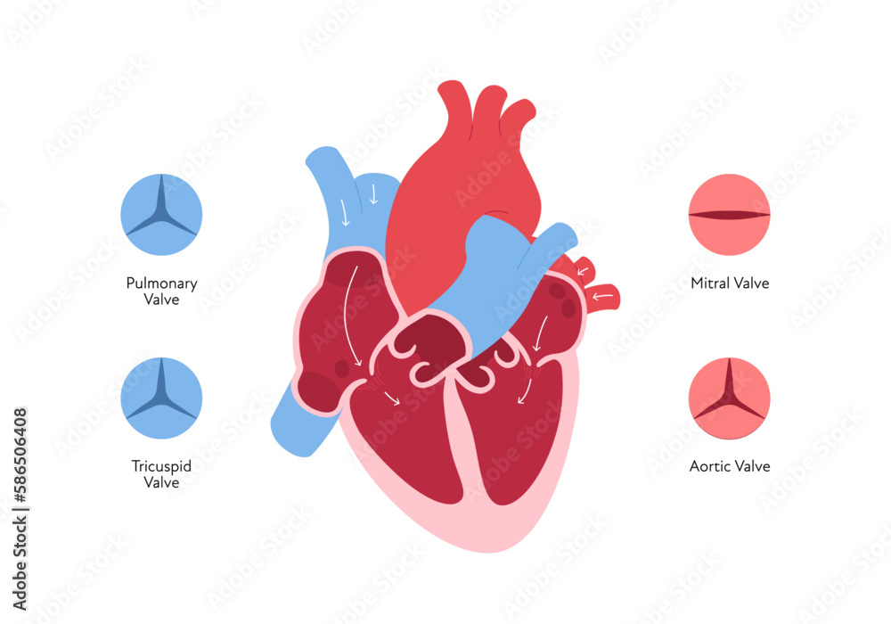 Heart anatomy infographic chart. Vector color flat illustration. Inner ...