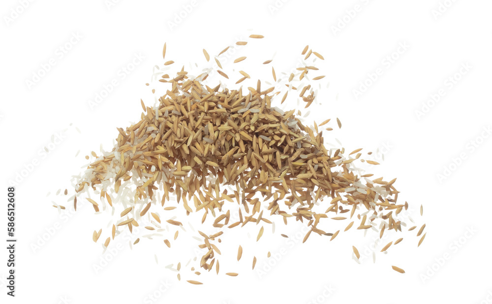 Paddy Rice grain fly in mid air. Yellow Golden Paddy Rice falling ...