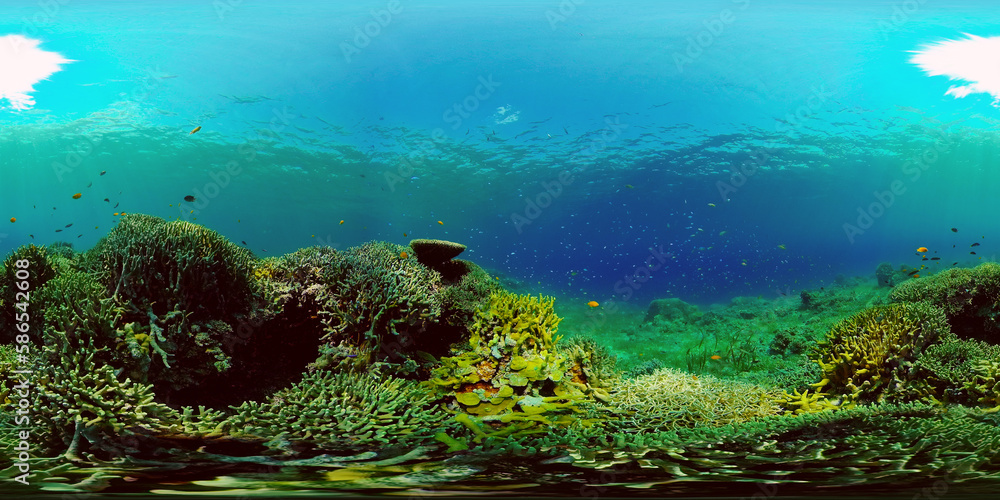Reef Marine Underwater Scene. Tropical underwater sea fish. Philippines ...