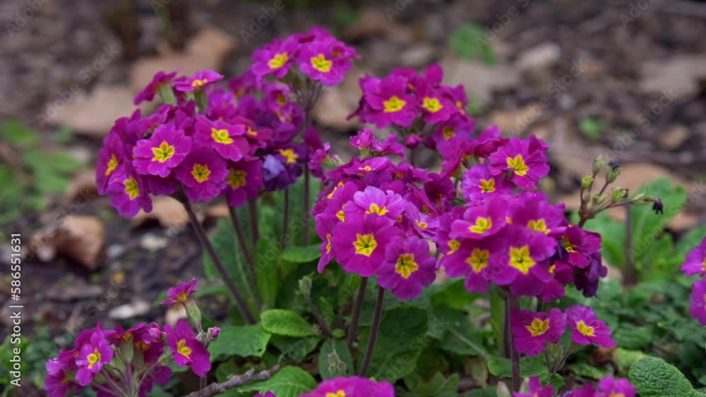 Tilt shot of primula primrose flowers that are being sold in a plant ...
