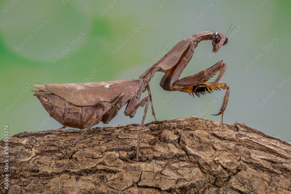 Dead leaf mantis is a common name given to various species of praying ...
