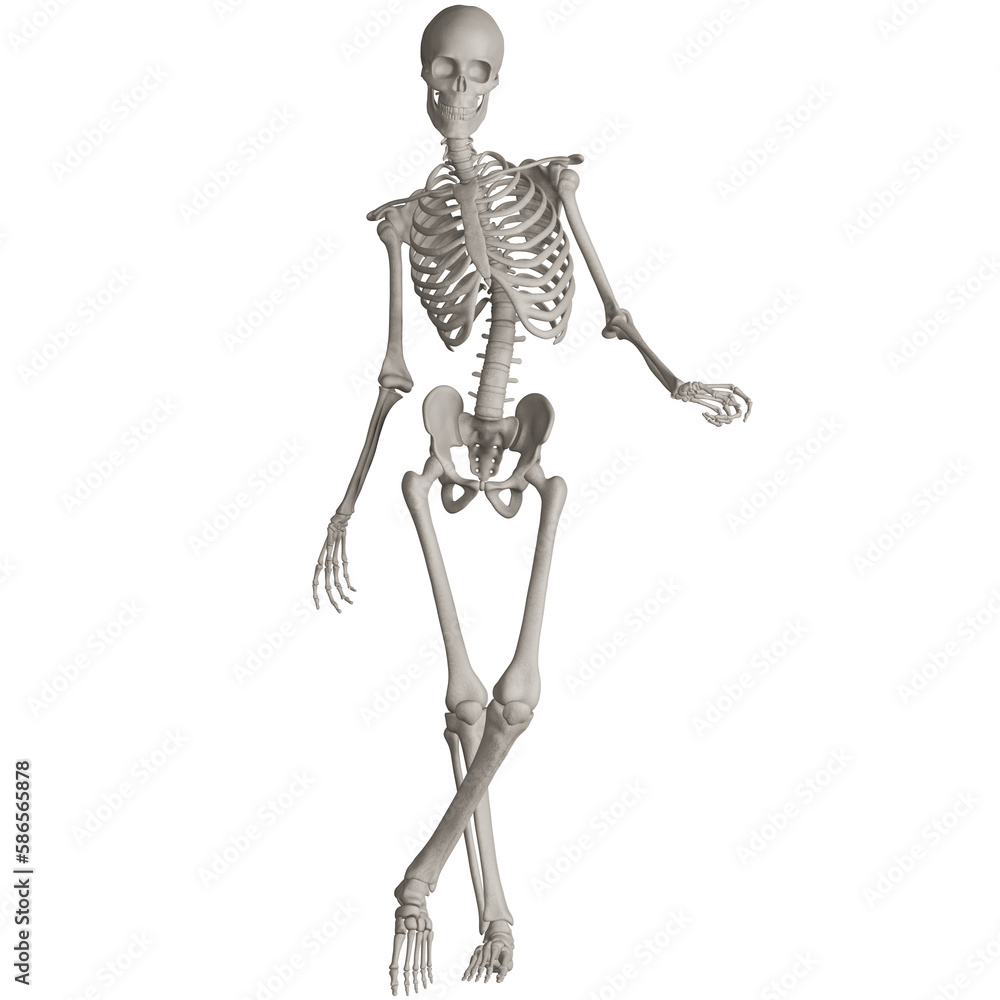 skeleton posing 3d render illustration with transparent background ...
