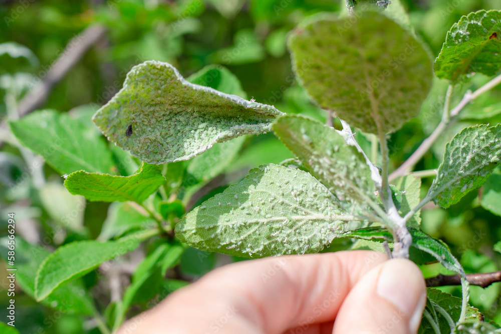 Green plum leaves colonized by aphids. The gardener examines the plant ...